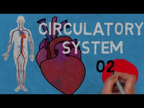 Circulatory System | Definition and Main Components