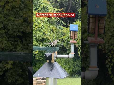 Mockingbird is the official state bird of Florida.