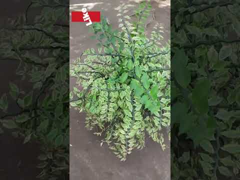 devil's backbone plant # short #devil's backbone caretips