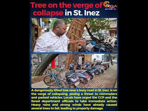 Tree on the verge of collapse in St. Inez