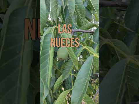 ???? BENEFICIOS de Comer NUECES #nueces #nuez #nuezboy #huertos #campo #huertoecológico #huerto #nogal