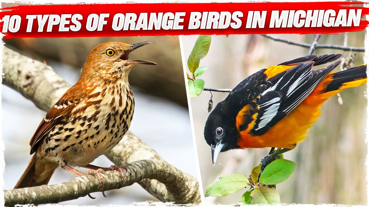 10 Types of Orange Birds in Michigan (with Pictures)