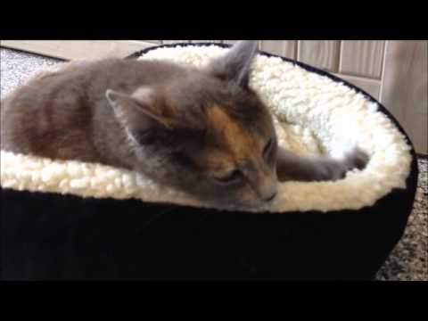 Meet Patches a Domestic Shorthair currently available for adoption at Petango.com! 4/7/2015 4:42:57