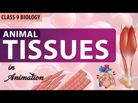 Animal Tissues Class 9 Full chapter in animation