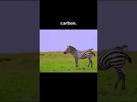What's So Special About Carbon, The Element of LIFE?