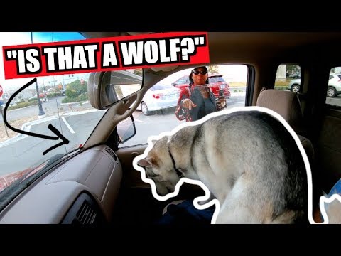 My Husky Meets New People At Chic Fil A! (Britney Spears Goes To Lunch)