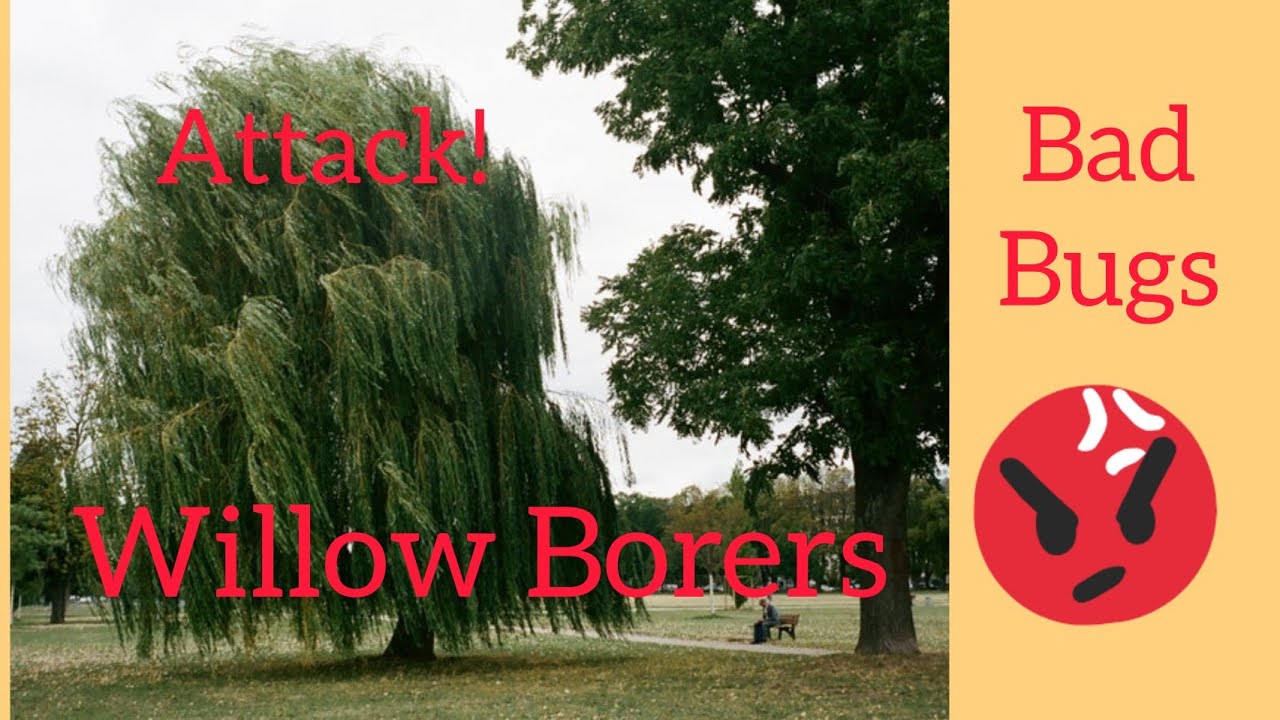 How to Manage Willow Borer