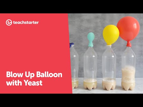 Blow Up Balloon with Yeast / Yeast Science Experiment