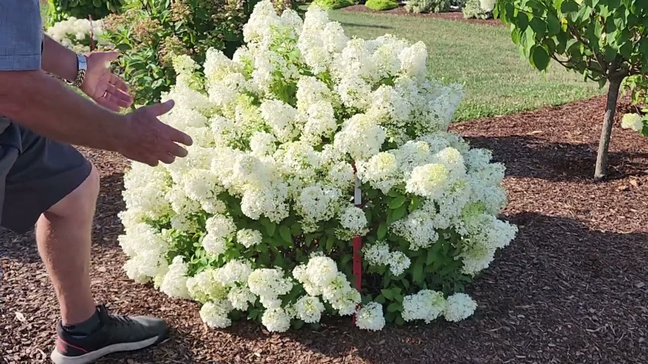 Hydrangea Bobo®  - A Tried & True, Top Notch Garden Performer // Find Out About Cycle Pruning✂️😉