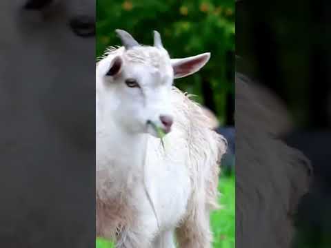 ????????nom nom sound ||goat funny video #viral #trending #shortsfeed