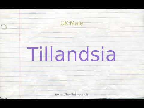 How to pronounce tillandsia