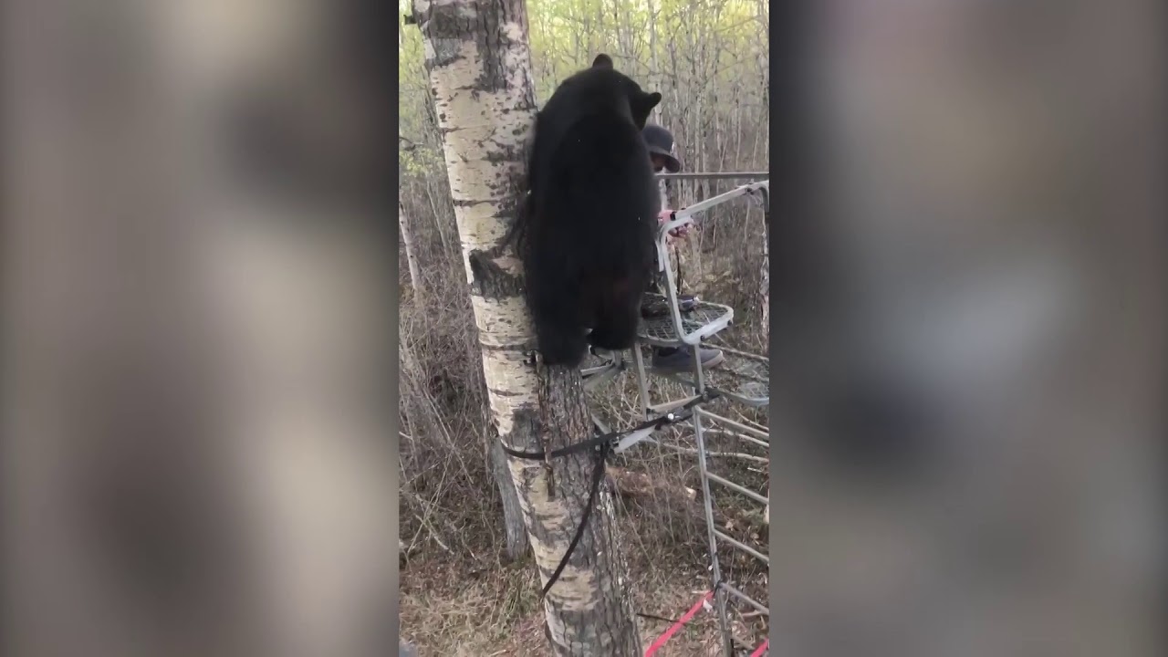 Hunter Experiences Close Encounter With Bear in Tree Stand | Viral Standard