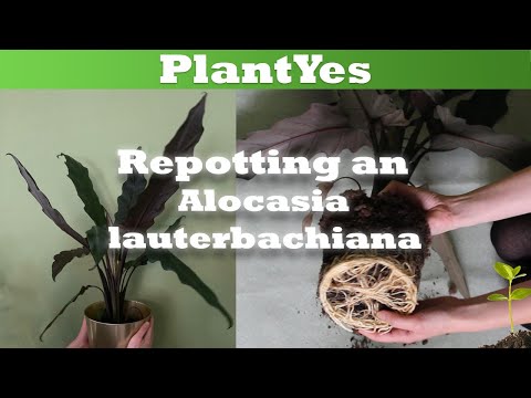 🌴 Watch Me Repot an Alocasia Lauterbachiana 🌴 |Repotting Houseplants|