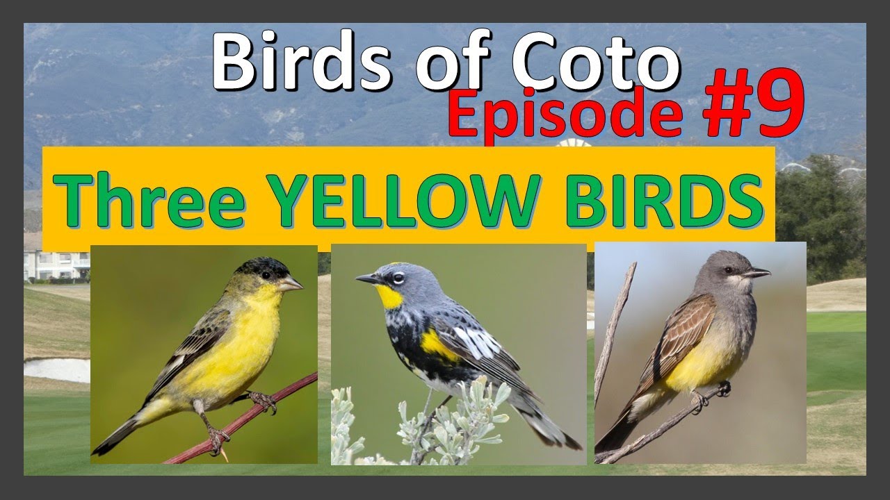 #9 Birds of Coto 3 Yellow Birds (Goldfinch, Warbler, Kingbird)