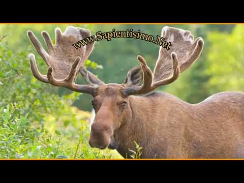 34 meanings of dreaming about moose