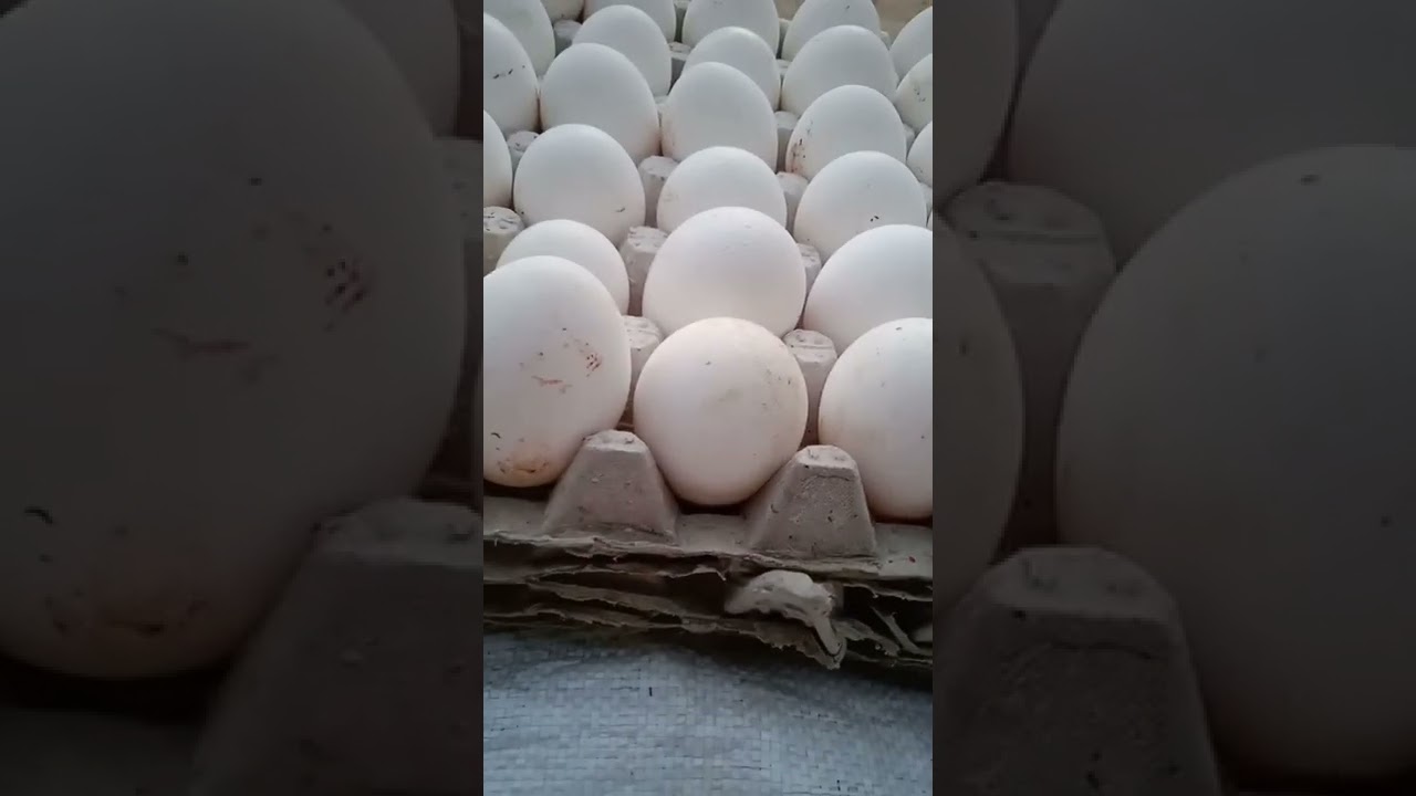 Murgi ke Ande 🐔🐔 || मुर्गी के अंडे #murgikeande #ande #anda #shorts