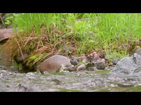 American Dipper fledgling flight June 16, 2023 Anchorage
