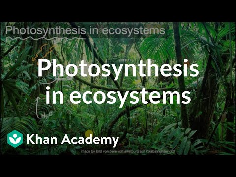 Photosynthesis in ecosystems | Middle school biology | Khan Academy