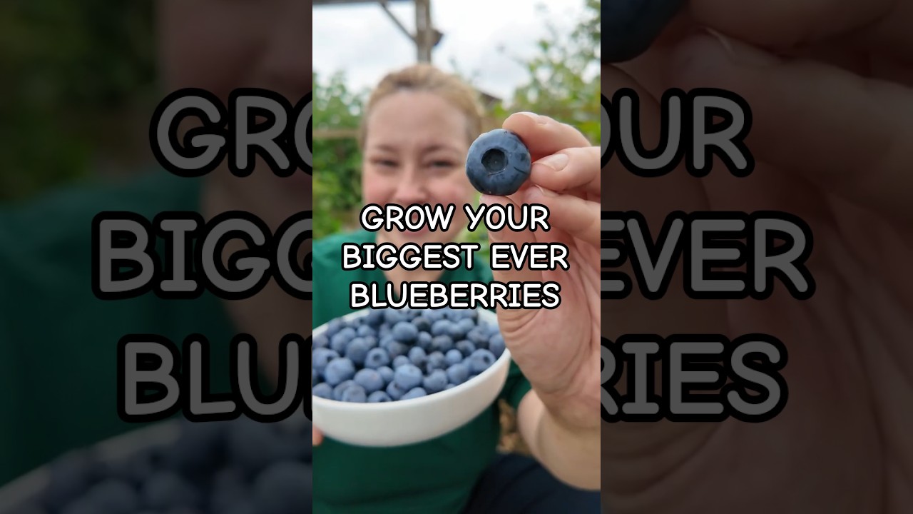 Biggest Ever Blueberries - My 5 Top Tips!