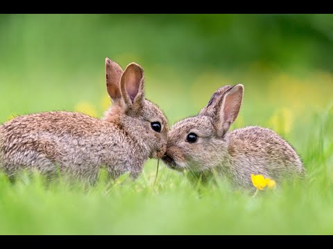 Why Is The Microsoft Campus Filled With Rabbits?