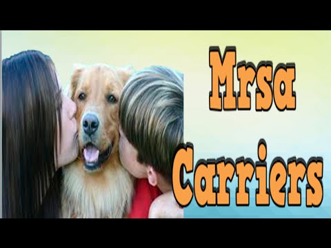 Mrsa Carriers, Treatments For Mrsa, Mrsa Colonization, Staph Infection Mrsa, Symptoms Of Mrsa Infect