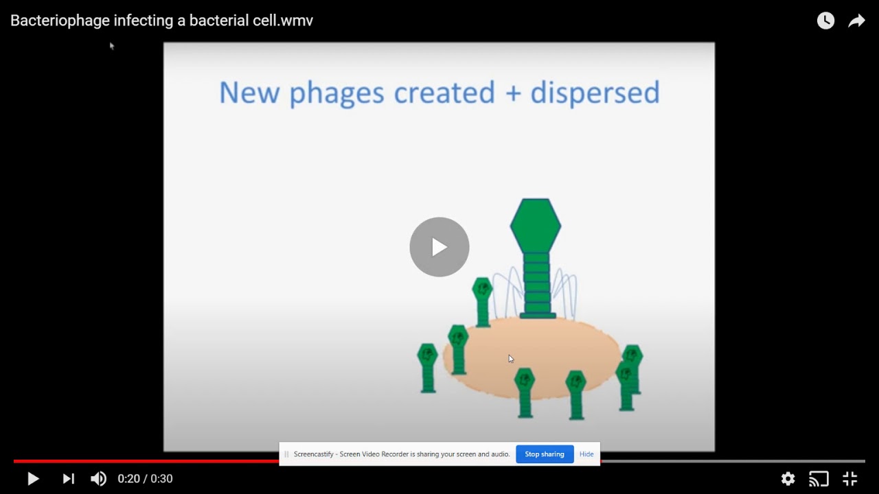 Ch. 12/13 Part 2 DNA/RNA ppt  Video
