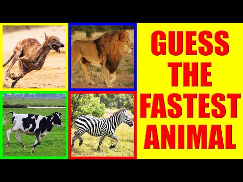 Which is the Fastest Animal? | Guess the Faster Animal Quiz