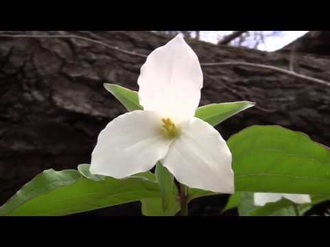 White trillium