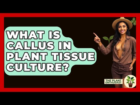 What Is Callus In Plant Tissue Culture? - The Plant Enthusiast