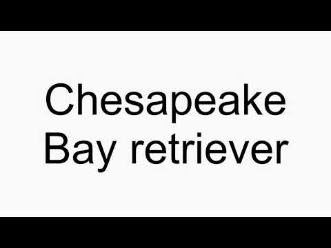 How to pronounce Chesapeake Bay retriever