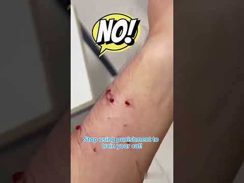 Best Cat Repellent Spray for Furniture! ๐ฑ Still Using Physical Punishment on Your Cat?