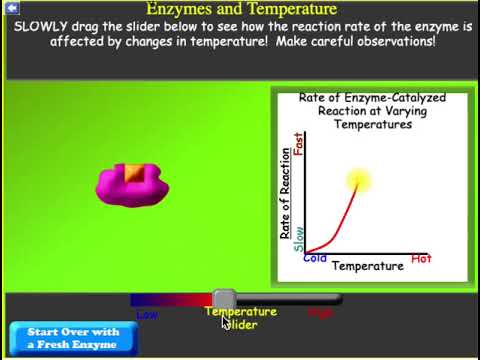Effect of temperature on enzyme activity