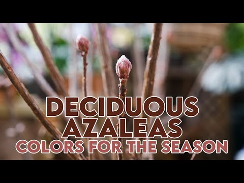 Deciduous Azaleas: Planting and Caring for These Colorful and Flagrant Shrubs
