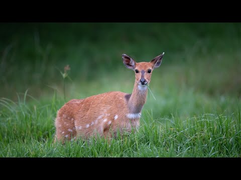 Nyika National Park