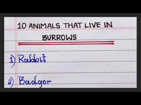 Name the animals that live in Burrows | 10 Animals that live in Burrows