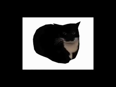 Steam Community :: Video :: Maxwell Cat spinning