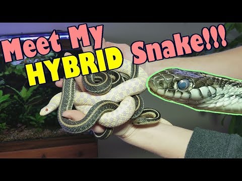 How to Identify Garter Snakes!