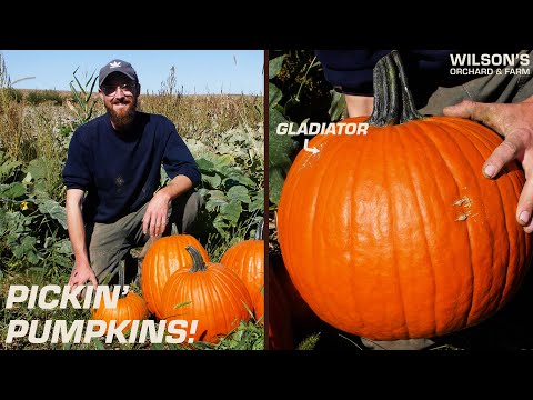 Pickin' Pumpkin Varieties -- Cronus, Gladiator, Rival and more!