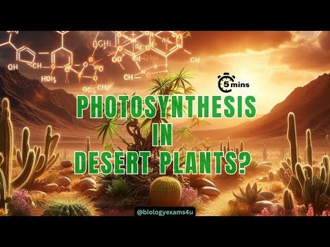 How do Desert Plants Perform Photosynthesis? CAM Pathway Easy Steps