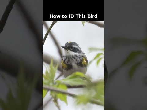 Can you identify this songbird?
