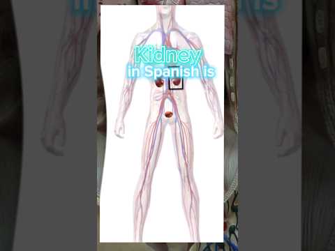Master Your Vocabulary: KIDNEY IN SPANISH | Excel in Medical Consecutive Interpretation