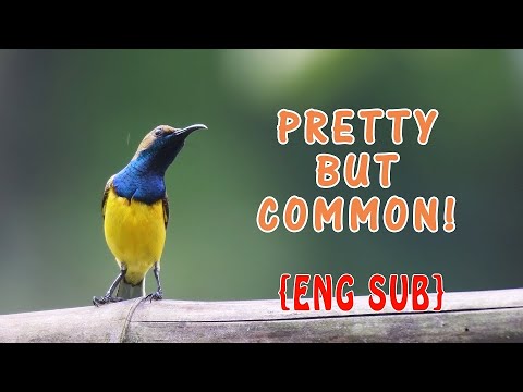 {ENG SUB} The Next 10 Most Common Birds in Tarlac