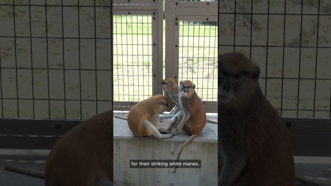 Differences Between Baboon Species #DifferencesBetweenBaboonSpecies