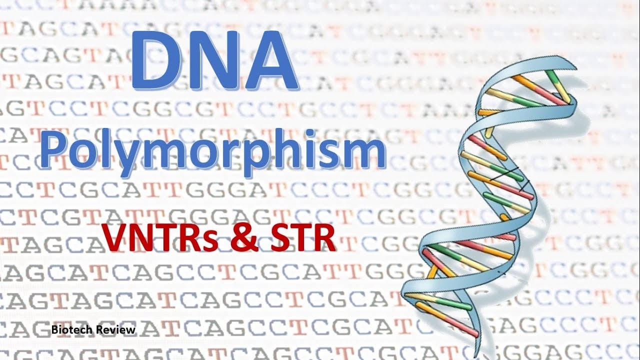 DNA Polymorphism | VNTR | STR