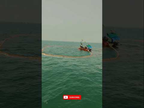 🚣🏻⛵. #mini #purse #seine #boat #dropping #net #fishing #ratnagiri