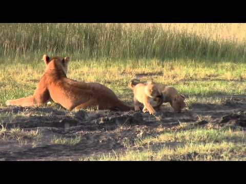 The Serengeti