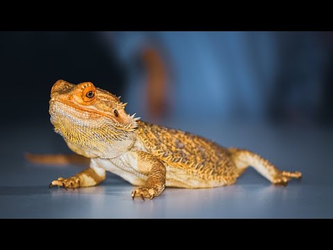 How Long Do Bearded Dragons Live?🐲