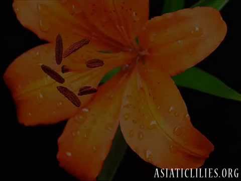 Asiatic Lilies
