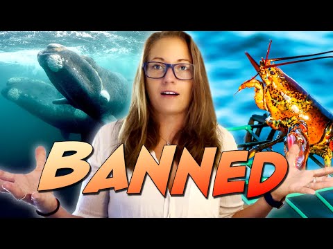 Controversy Unfolds: Maine Lobster vs. Conservation Programs