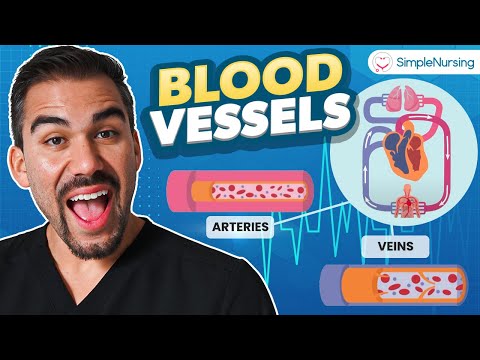 Blood Vessels Anatomy & Physiology | Nursing Student A&P NCLEX